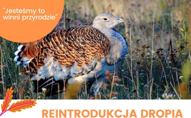 Koncepcja reintrodukcji dropia zwyczajnego Otis tarda w Polsce – Zarząd ...